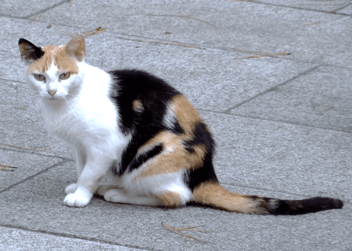 11 Cat Breeds That Bring Good Luck - HubPages