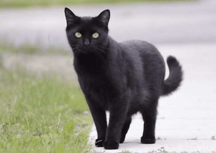 11 Cat Breeds That Bring Good Luck - HubPages
