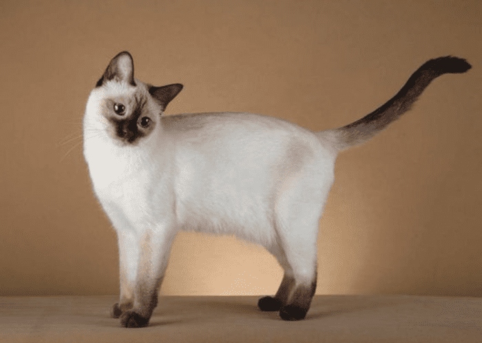 11 Cat Breeds That Bring Good Luck - HubPages