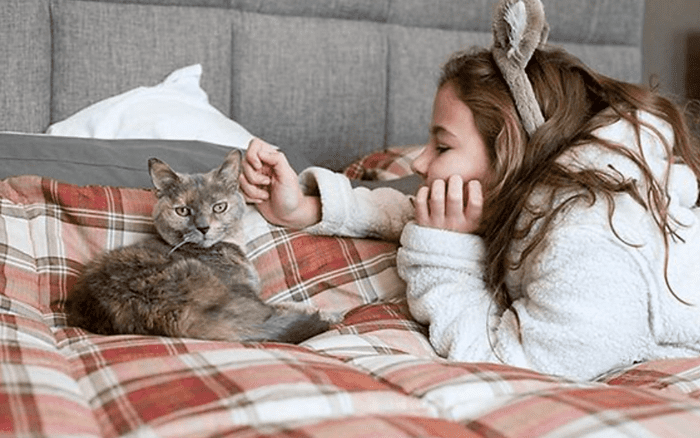 11 Common Misconceptions About Owning Cats - HubPages