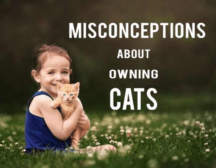 11 Common Misconceptions About Owning Cats - HubPages