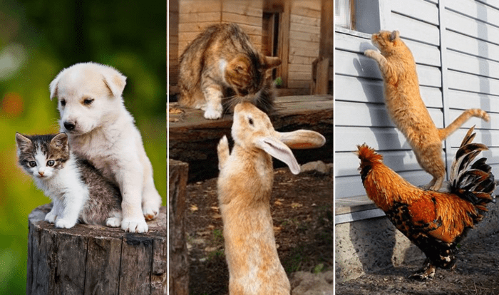 11 Common Misconceptions About Owning Cats - HubPages