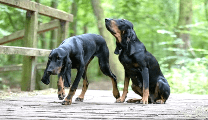 The 10 Best Gun Dogs - HubPages