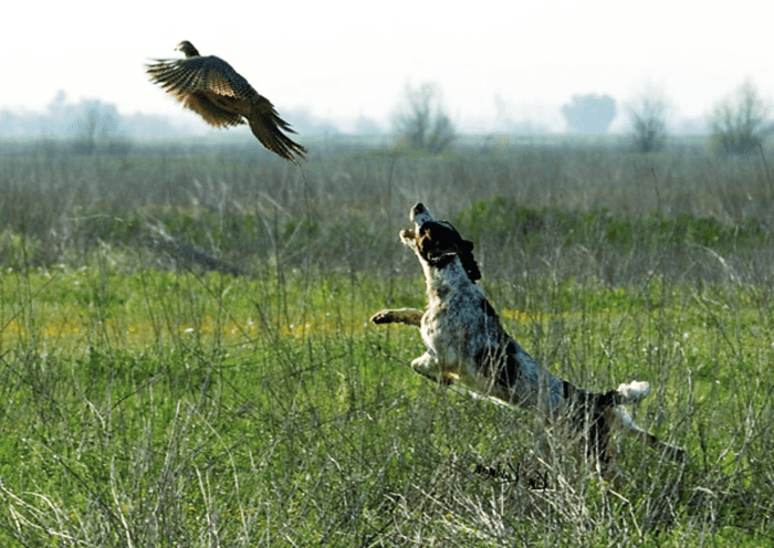 The 10 Best Gun Dogs - HubPages