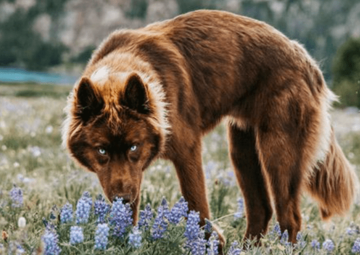 15 Worst Dog Breeds For Cats - HubPages