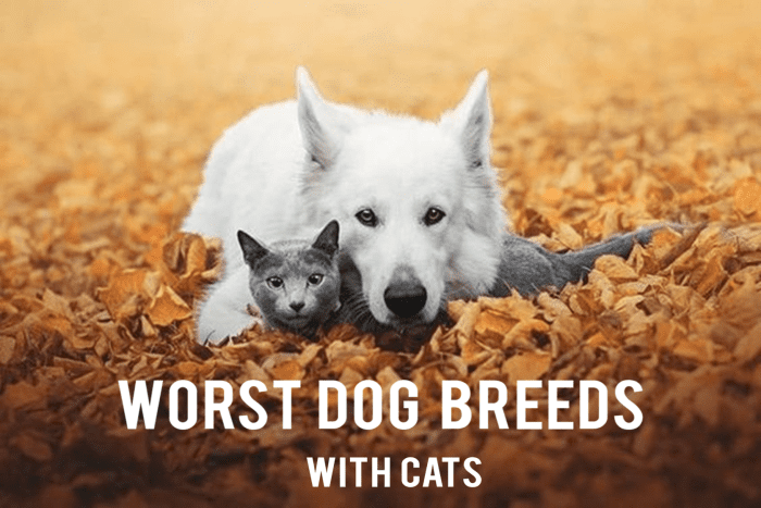 15 Worst Dog Breeds For Cats - HubPages