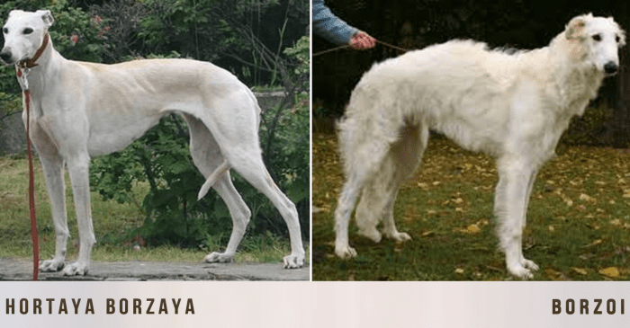 11 Unrecognized and Rare Sighthound Dogs From Asian Countries - HubPages