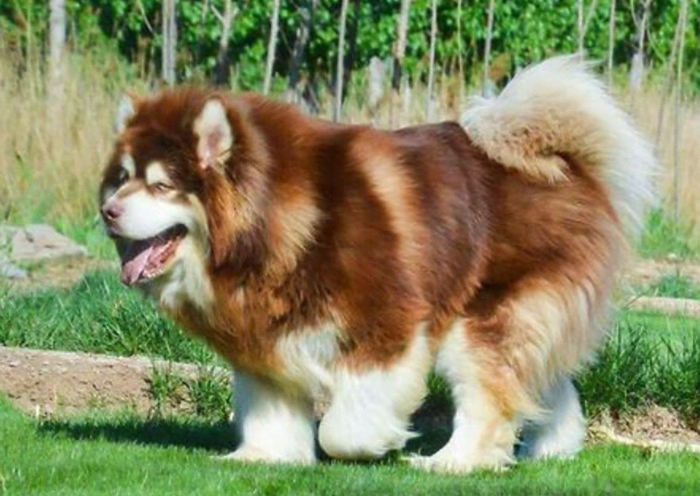 Five Largest American Dogs - HubPages