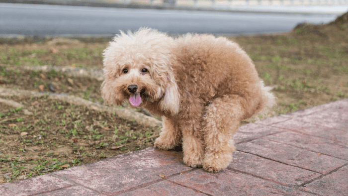 The Different Types of Dog Poop: The Bristol Chart for Dogs - HubPages