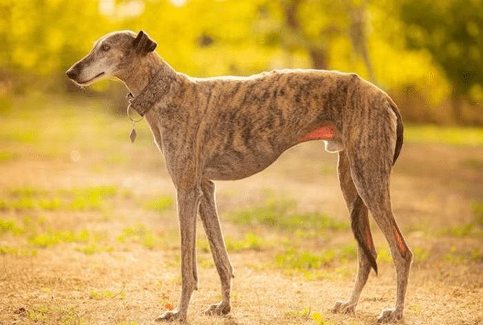 15 Dogs That Look Like Greyhounds - HubPages