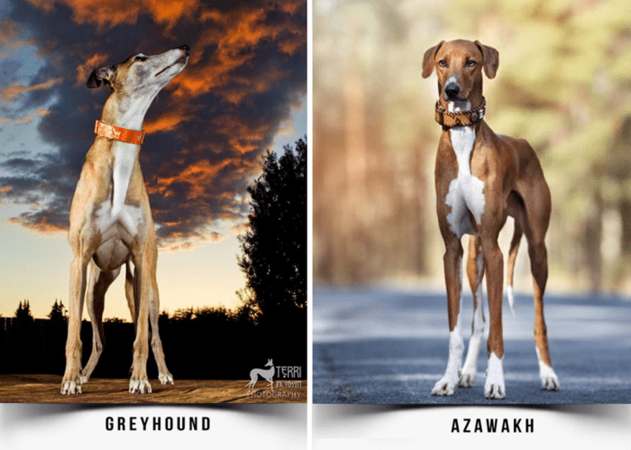 15 Dogs That Look Like Greyhounds - HubPages