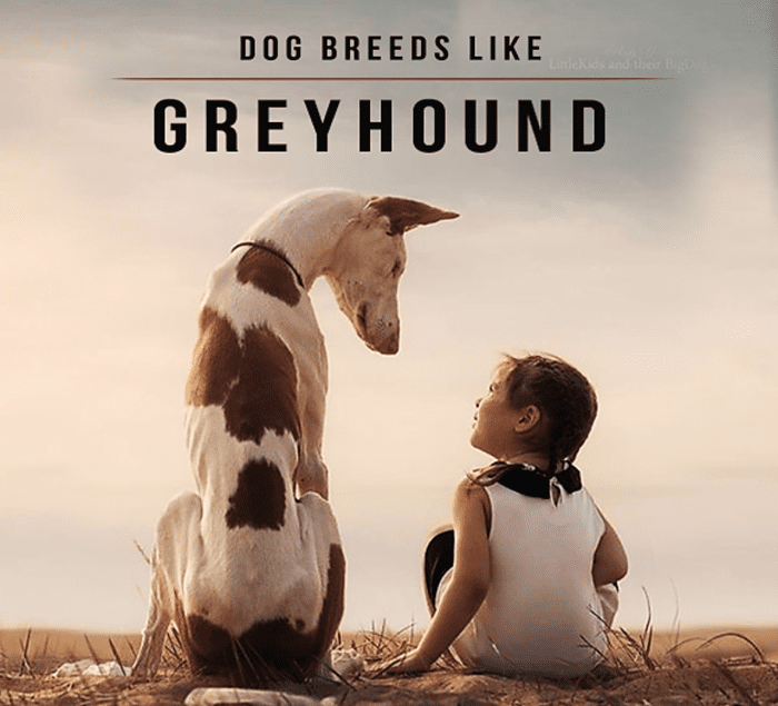 15 Dogs That Look Like Greyhounds - HubPages