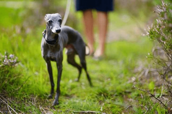 15 Dogs That Look Like Greyhounds - HubPages