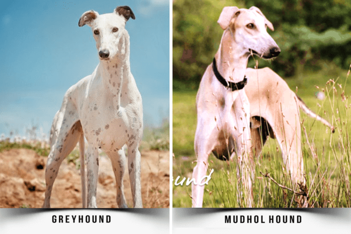 15 Dogs That Look Like Greyhounds - HubPages