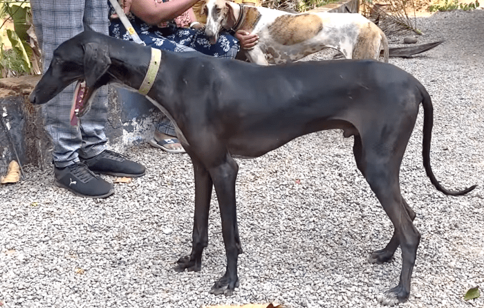 Mudhol Hound (Indian Military Dog) Breed Information, Facts ...