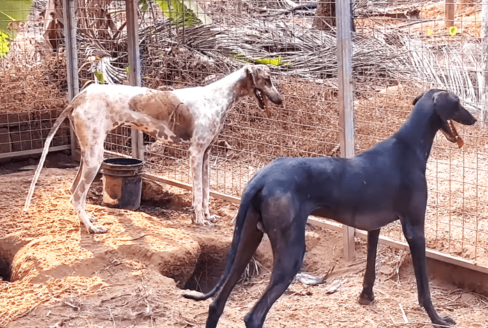 Mudhol Hound (Indian Military Dog) Breed Information, Facts ...