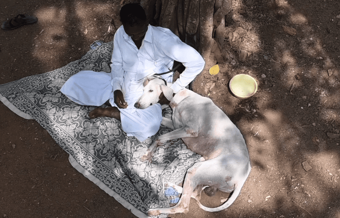 Mudhol Hound (Indian Military Dog) Breed Information, Facts ...