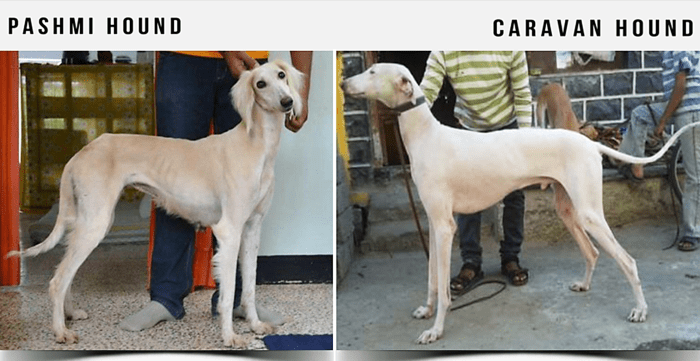 Pashmi Hound (Indian Saluki): Dog Breed Information, Facts and ...