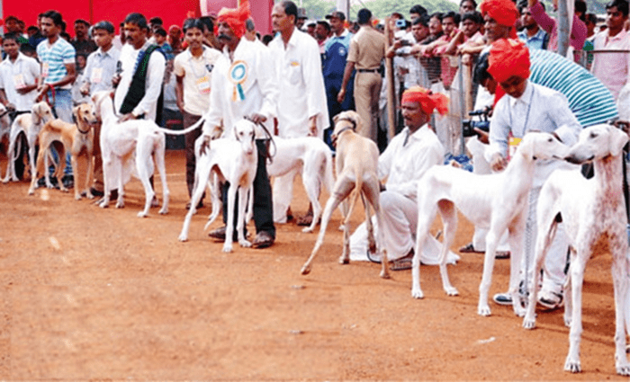 Mudhol Hound (Indian Military Dog) Breed Information, Facts ...