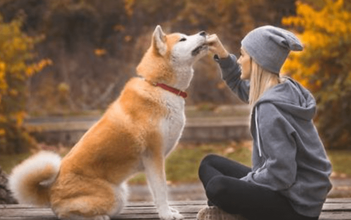 The 11 Largest Dogs From Asian Countries - HubPages