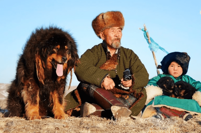 The 11 Largest Dogs From Asian Countries - HubPages