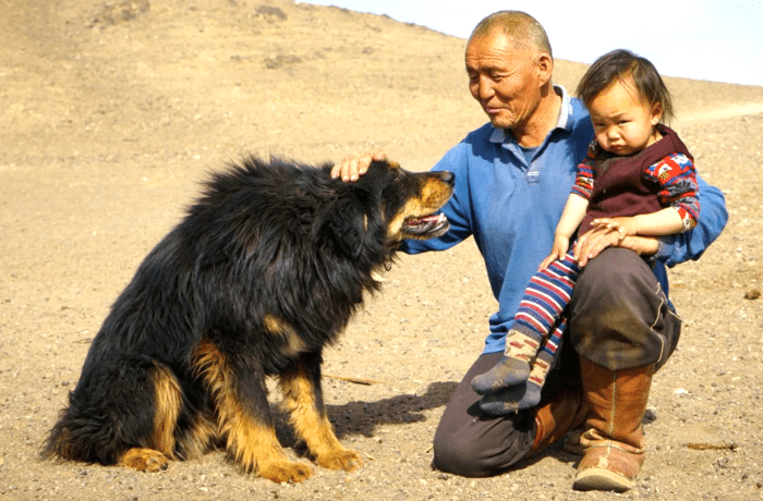 The 11 Largest Dogs From Asian Countries - HubPages