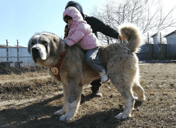 The 11 Largest Dogs From Asian Countries - HubPages