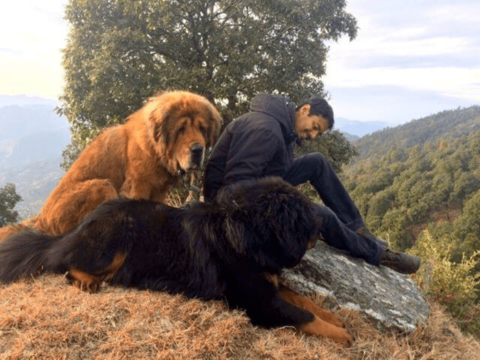 The 11 Largest Dogs From Asian Countries - HubPages