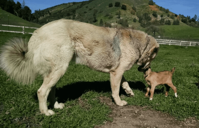 The 11 Largest Dogs From Asian Countries - HubPages