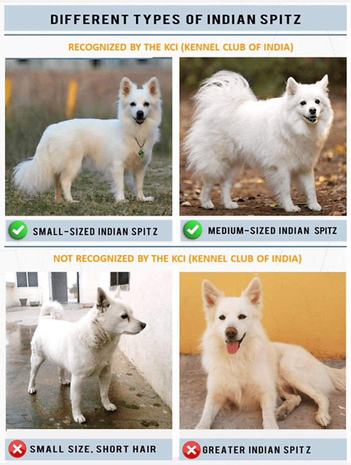 15 Things to Consider Before Owning an Indian Spitz - HubPages