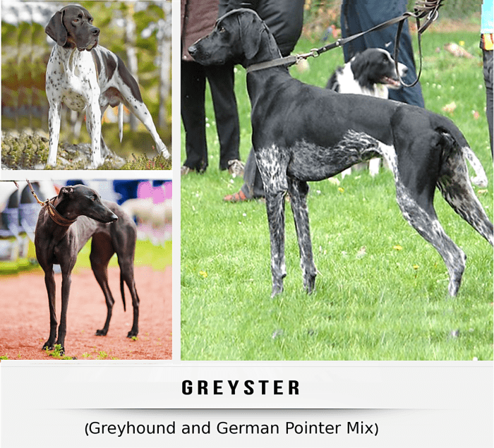11 Most Popular Greyhound Mix Dog Breeds - HubPages