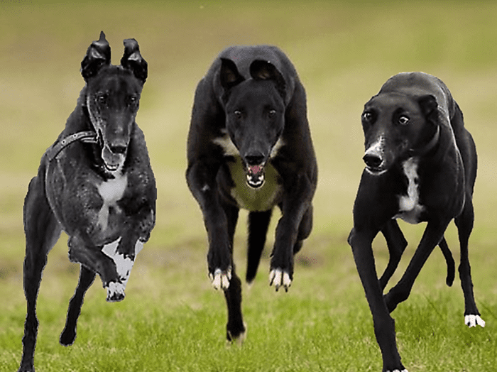 11 Most Popular Greyhound Mix Dog Breeds - HubPages