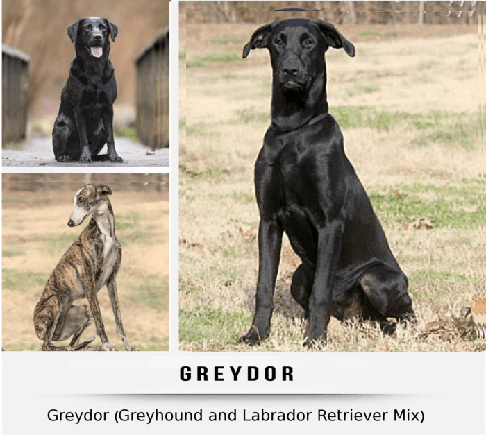 11 Most Popular Greyhound Mix Dog Breeds - HubPages