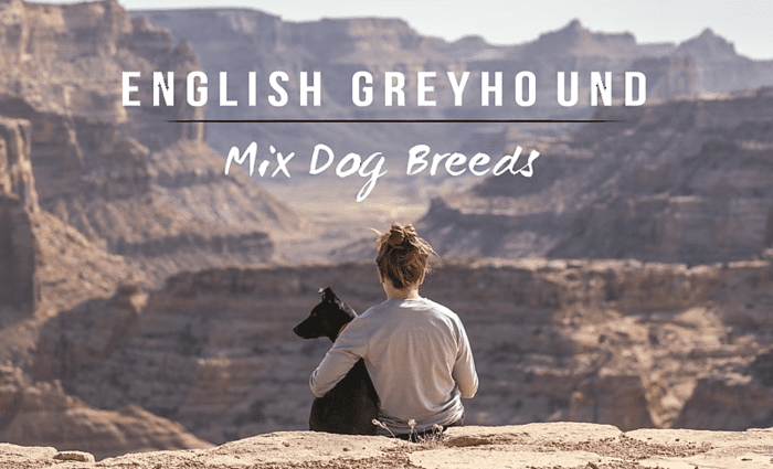 11 Most Popular Greyhound Mix Dog Breeds - HubPages