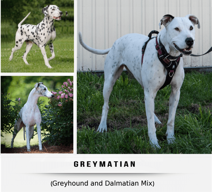 11 Most Popular Greyhound Mix Dog Breeds - HubPages