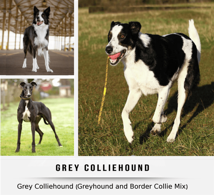 11 Most Popular Greyhound Mix Dog Breeds - HubPages