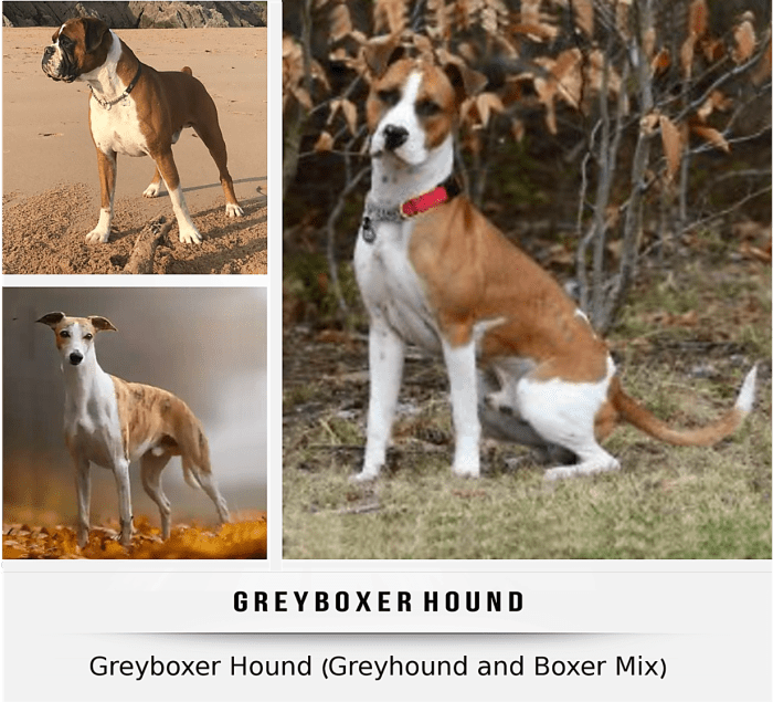 11 Most Popular Greyhound Mix Dog Breeds - HubPages