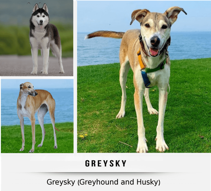 11 Most Popular Greyhound Mix Dog Breeds - HubPages