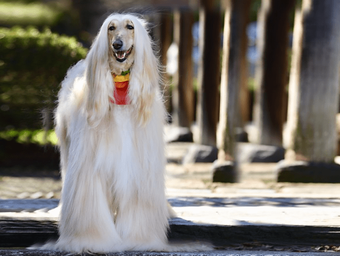 Top 15 High Maintenance Dog Breeds - HubPages