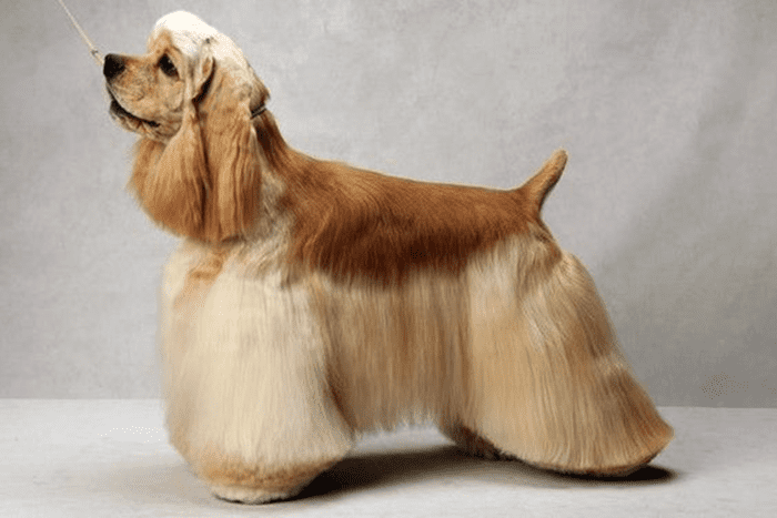 Top 15 High Maintenance Dog Breeds - HubPages