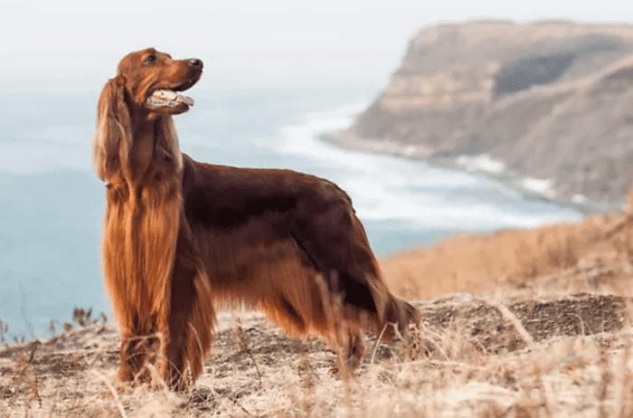 Top 15 High Maintenance Dog Breeds - HubPages