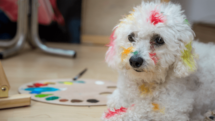 What Colors Do Dogs See? How Color Impacts Your Dog's Behavior - HubPages