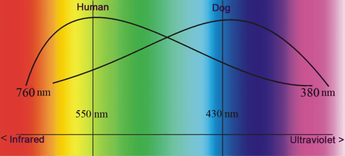 What Colors Do Dogs See? How Color Impacts Your Dog's Behavior - HubPages