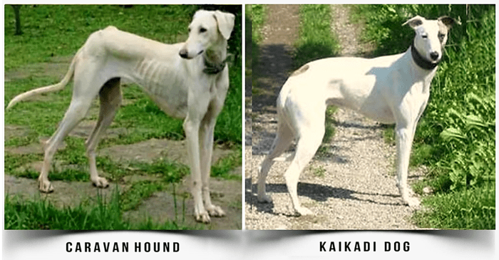 Kaikadi: Dog Breed Information, Facts and Characteristics - HubPages