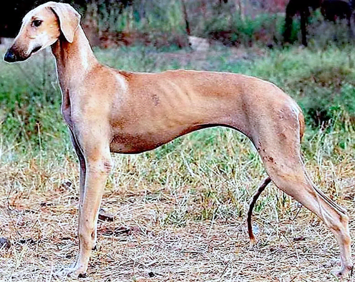 Kaikadi: Dog Breed Information, Facts and Characteristics - HubPages