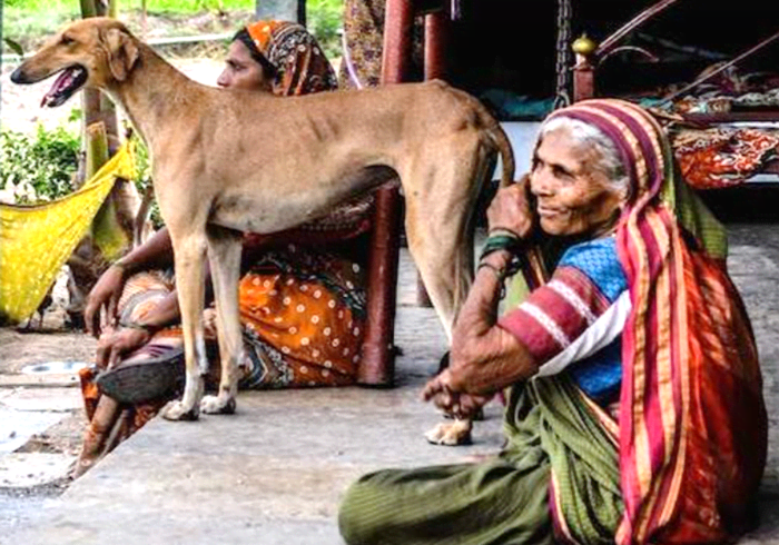 Kaikadi: Dog Breed Information, Facts and Characteristics - HubPages