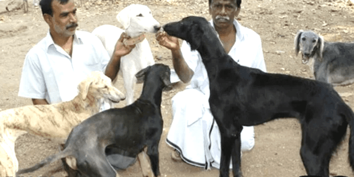 Kaikadi: Dog Breed Information, Facts and Characteristics - HubPages