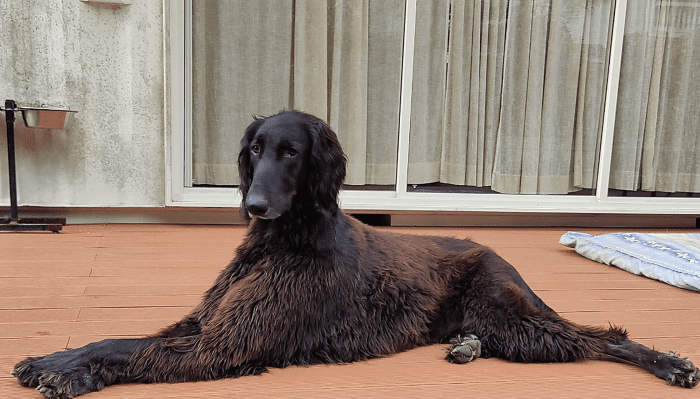 Pashmi Hound (Indian Saluki): Dog Breed Information, Facts and ...