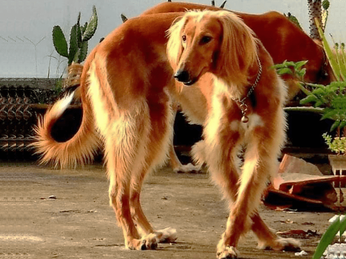 Pashmi Hound (Indian Saluki): Dog Breed Information, Facts and ...