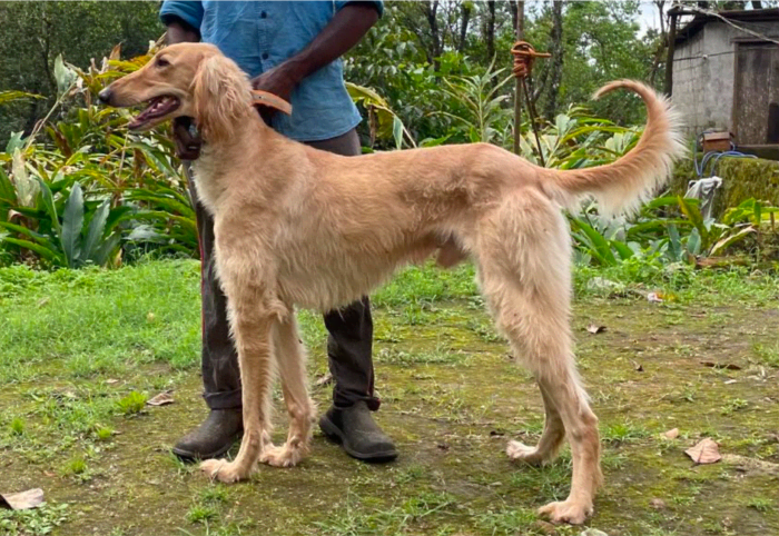 Pashmi Hound (Indian Saluki): Dog Breed Information, Facts and ...